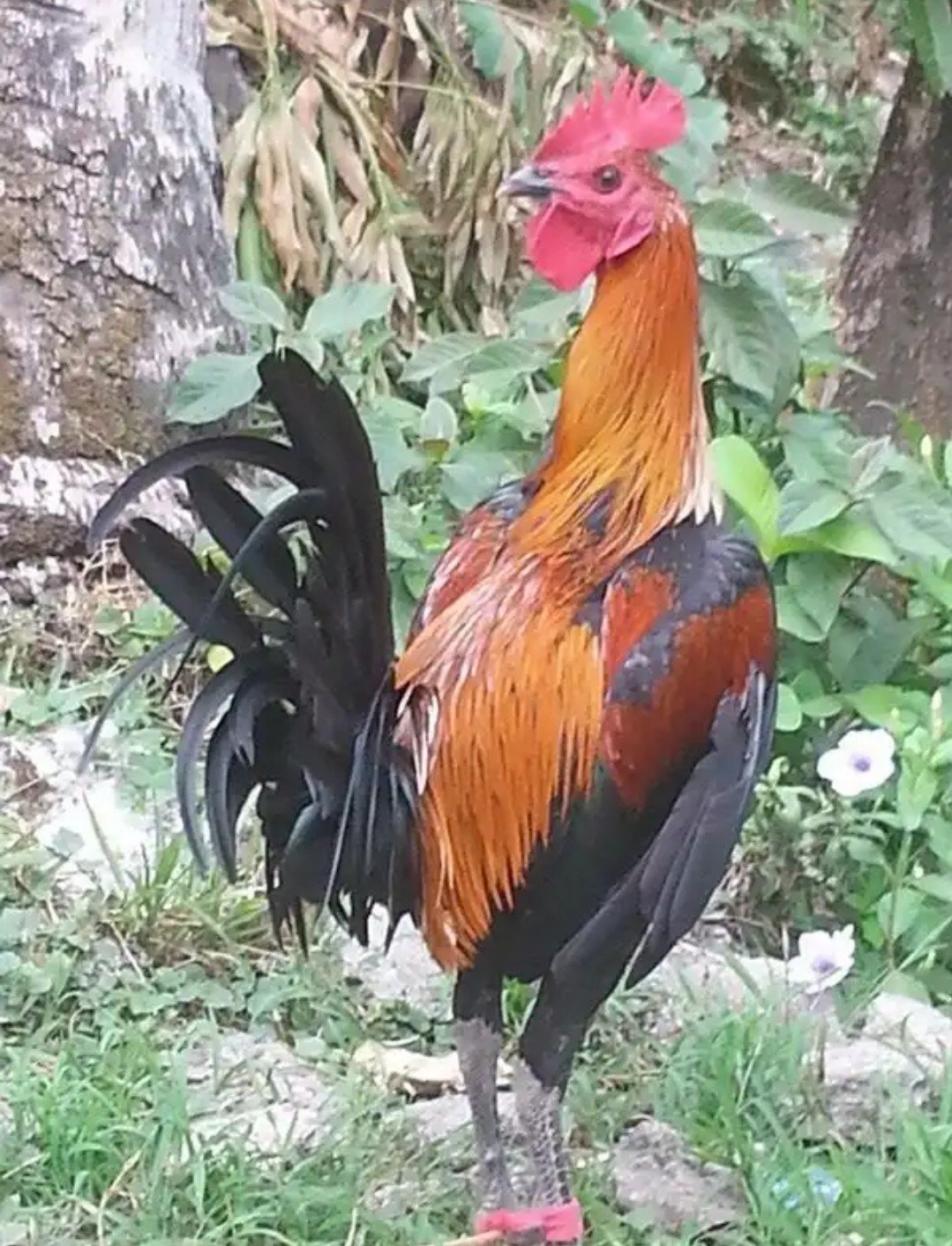 What is Peruvian rooster? — Steemit
