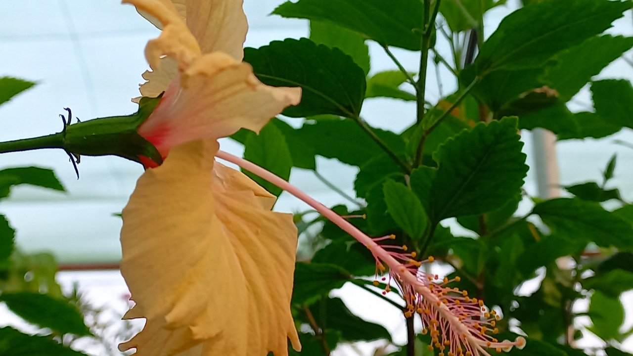 Amazing photography of yellow color jaba flower. 10% beneficiary for ...