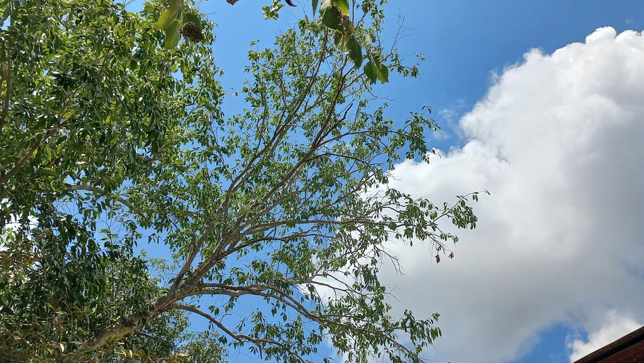 [ESP/ENG] Árboles, cielos y plantas/ Trees, skies and plants. — Steemit