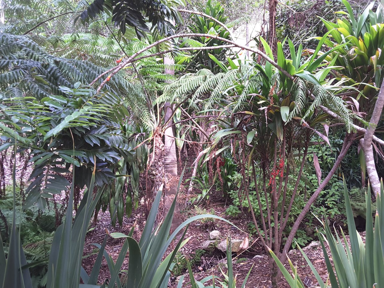 Fern Gully and the Lake at Mt. Lofty Botanic Gardens. — Steemit