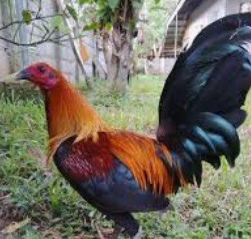 What is Peruvian rooster? — Steemit