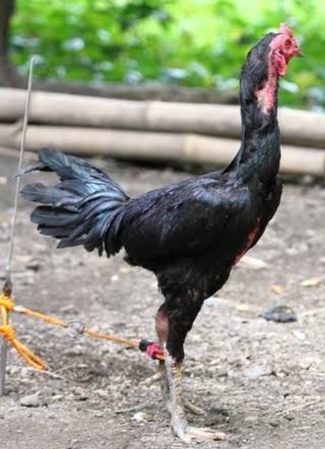 It's all about BASILAN breed... — Steemit