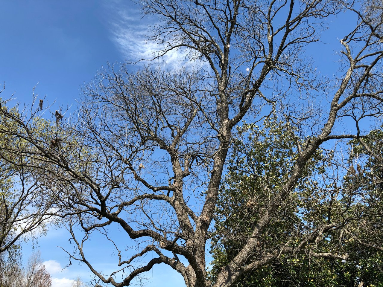 A Very Old Pecan Tree — Steemit