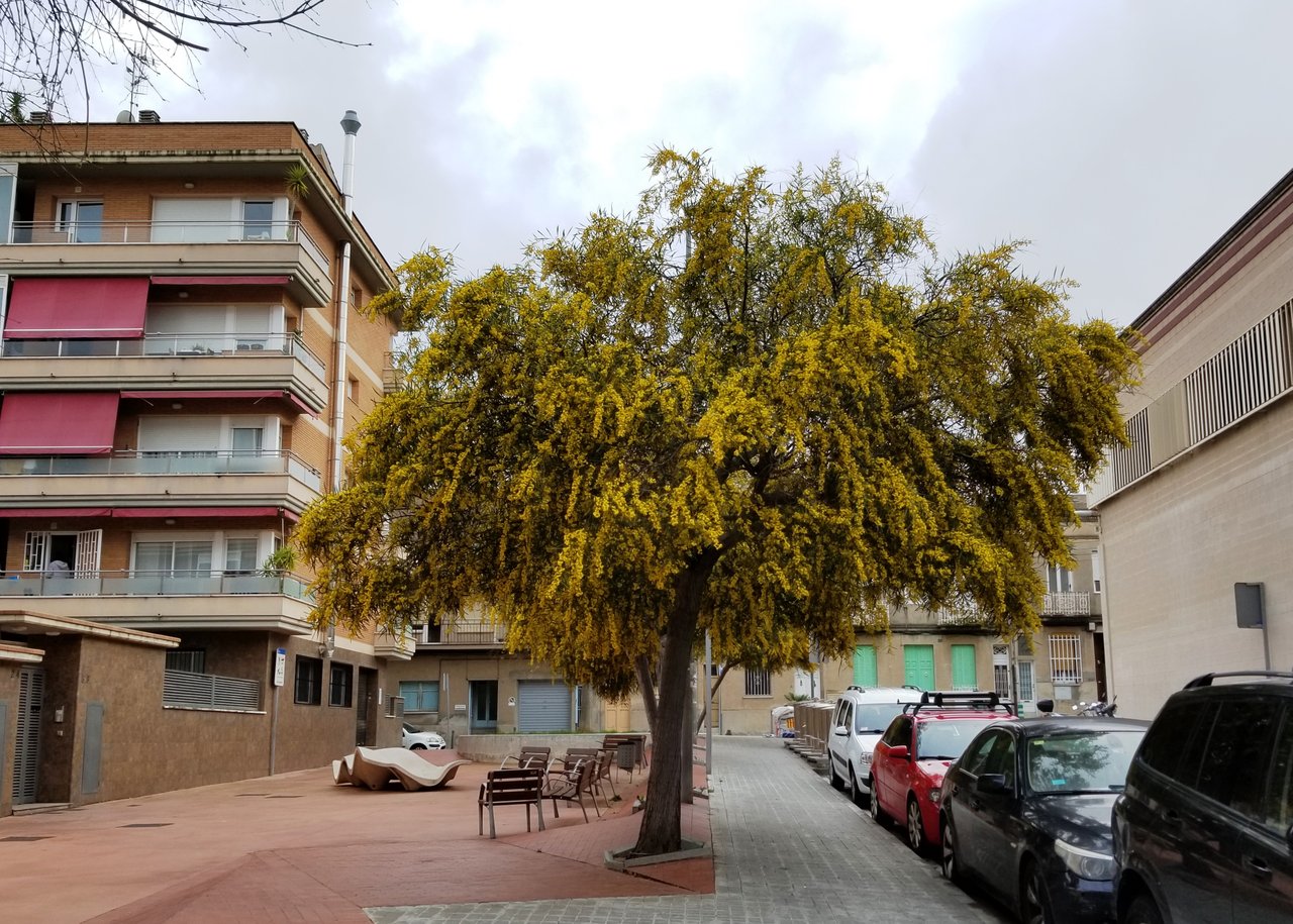 Tree Tuesday - Barcelona — Steemit