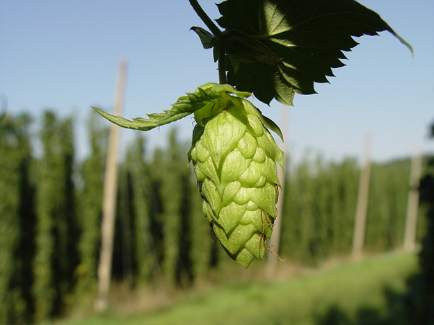 Brewing without Hops: Genetically engineering yeast to make hoppy ...