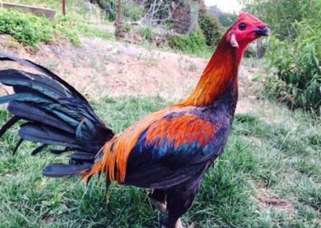What is Peruvian rooster? — Steemit