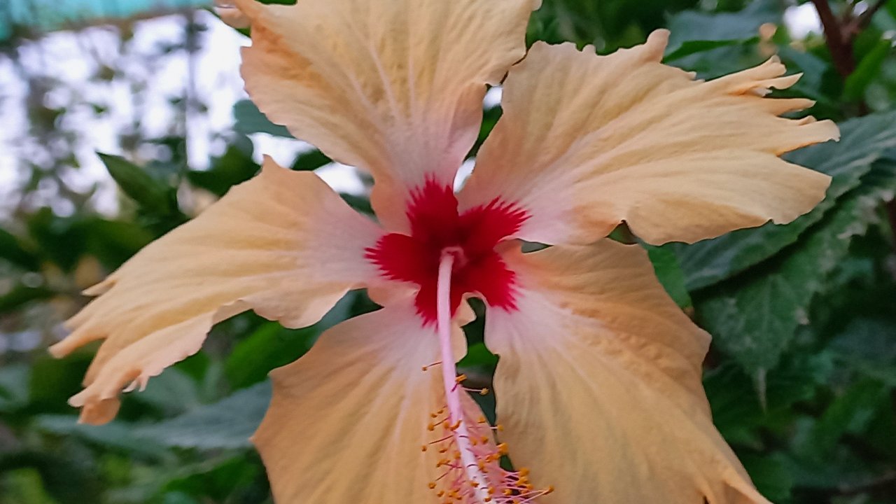 Amazing photography of yellow color jaba flower. 10% beneficiary for ...