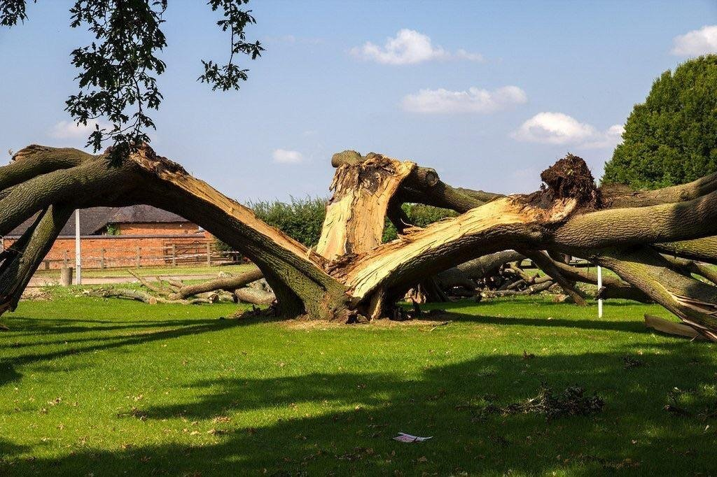 This oak tree was struck by lightning and split into three — Steemit