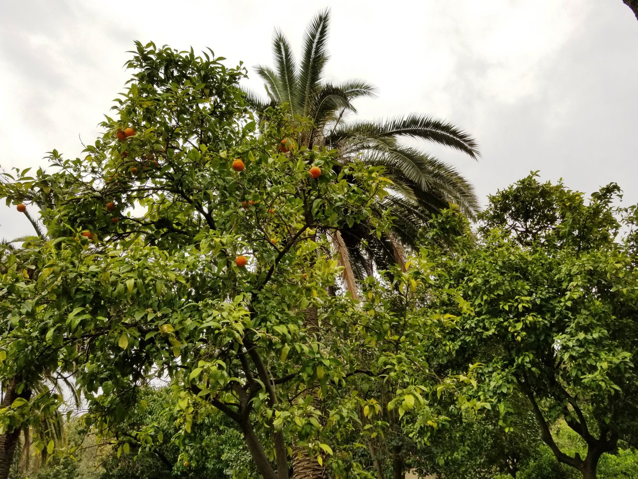 Tree Tuesday - Barcelona — Steemit