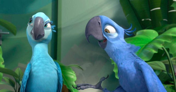 Ave azul de la película "Río" extinta de su hábitat natural — Steemit