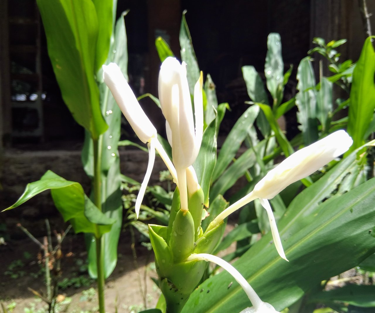 White Ginger Lilly, Butterfly Ginger or Dolon Chapa: The most beautiful ...