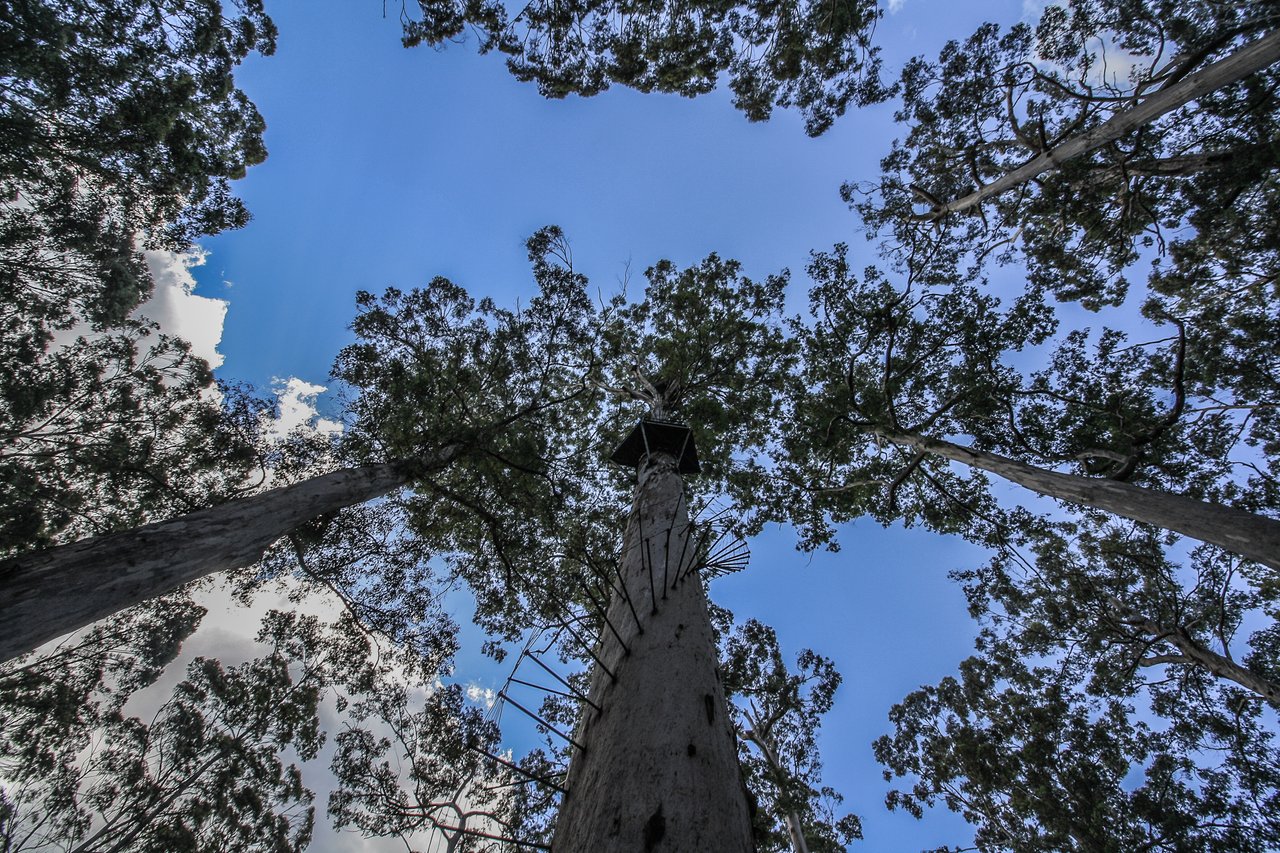The Giant Trees of Pemberton, Western Australia! — Steemit