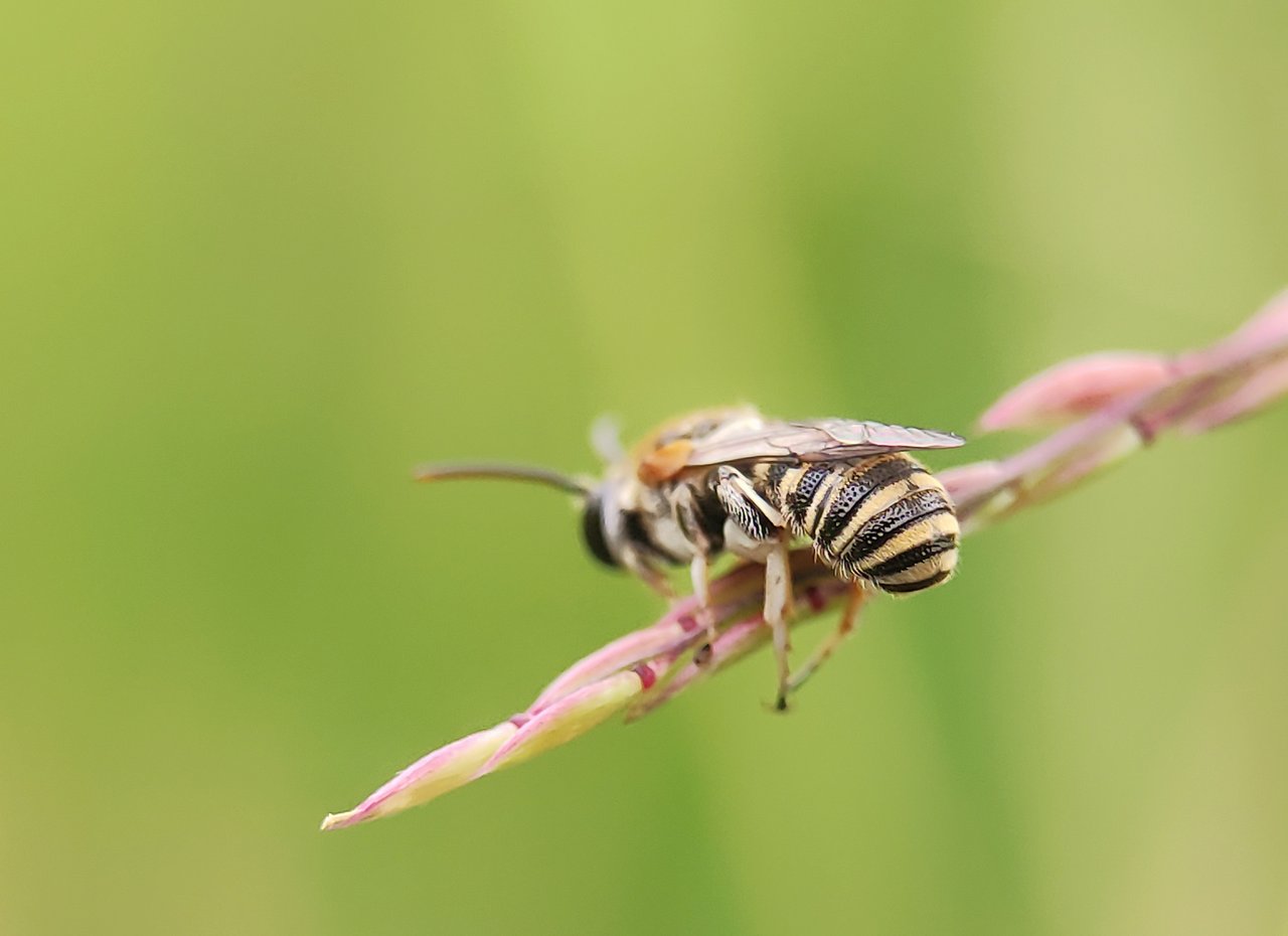 My Favorite Insect: Bees — Steemit