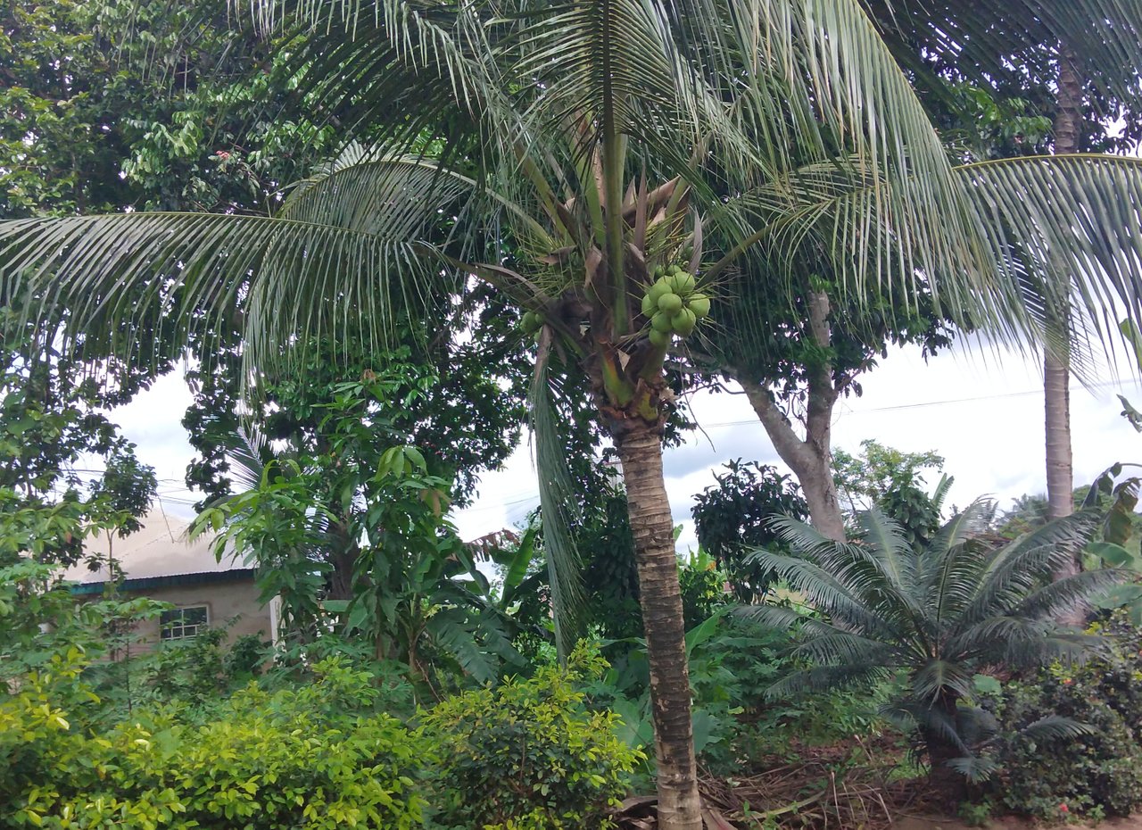 Why should we plant trees around the house — Steemit