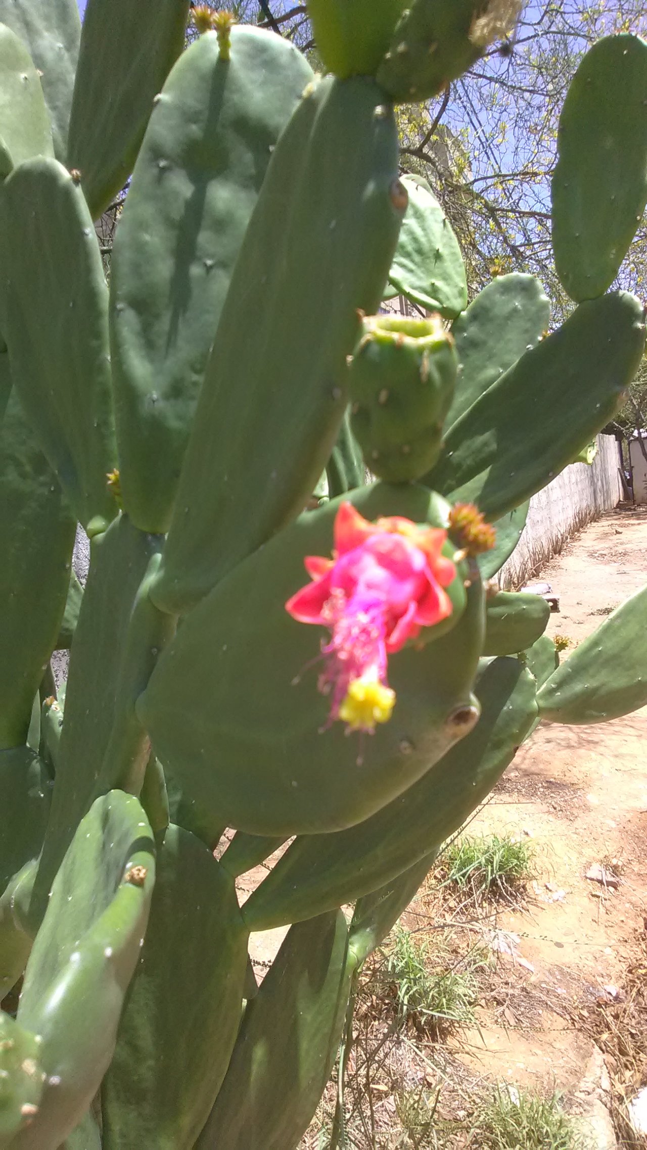 Tuna España planta medicinal para los espuelones. — Steemit