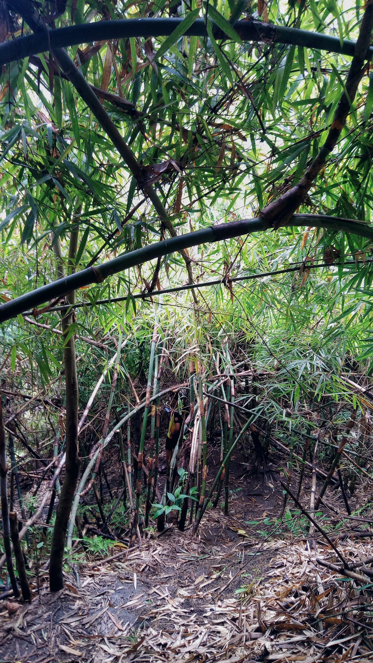 #ULOG: (3) Kipilas Falls: A Hidden Gem — Steemit