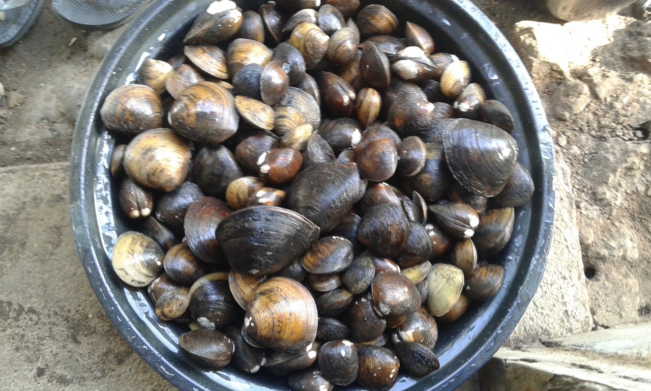 Tuway The Delicious And Big Mud Shell — Steemit