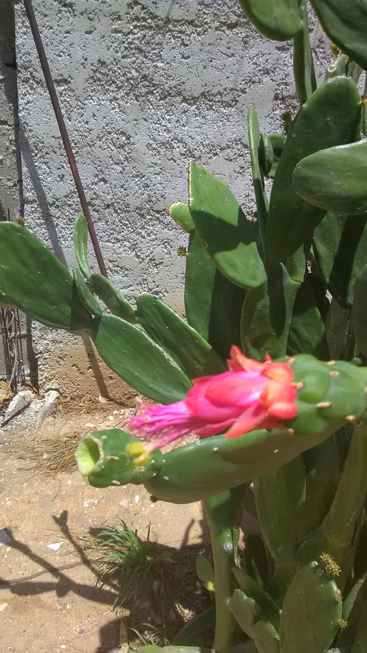 Tuna España planta medicinal para los espuelones. — Steemit