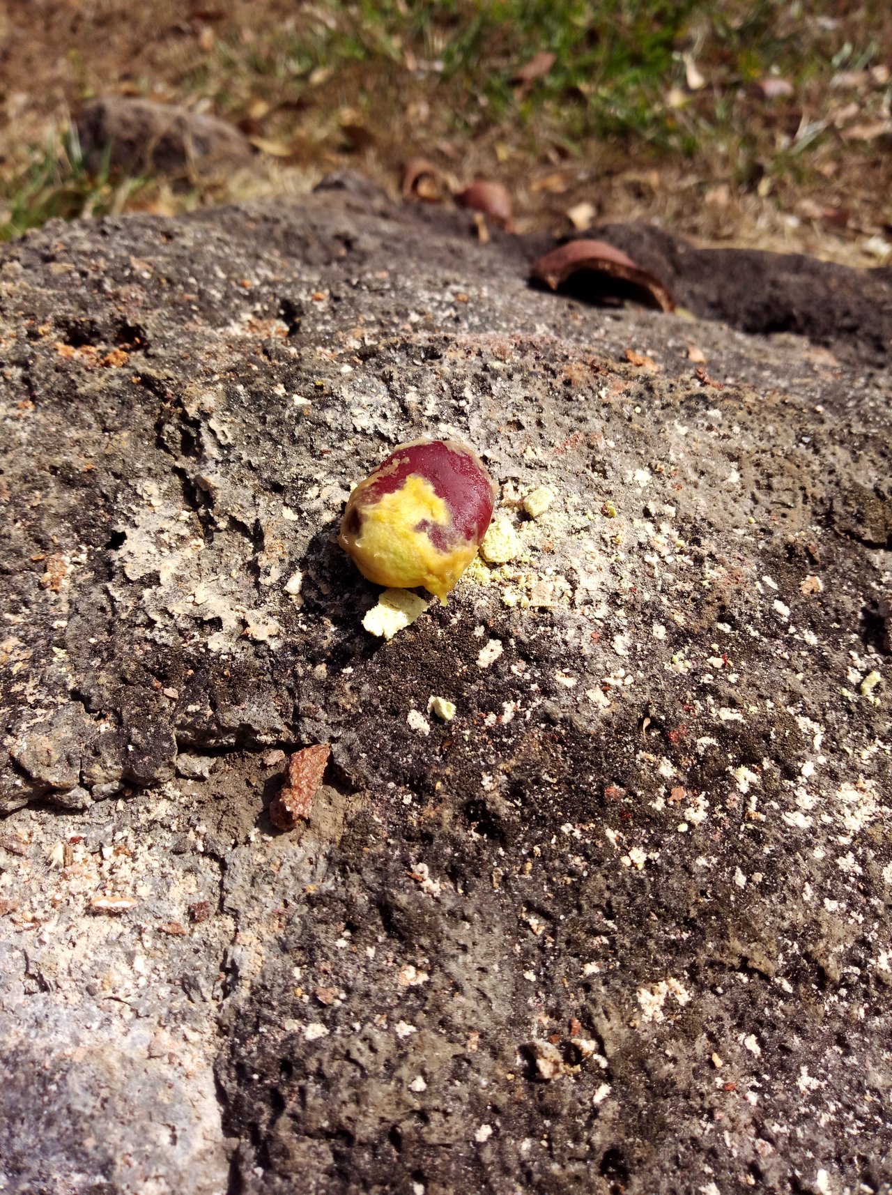 Copinoles fruto con sabor intenso — Steemit