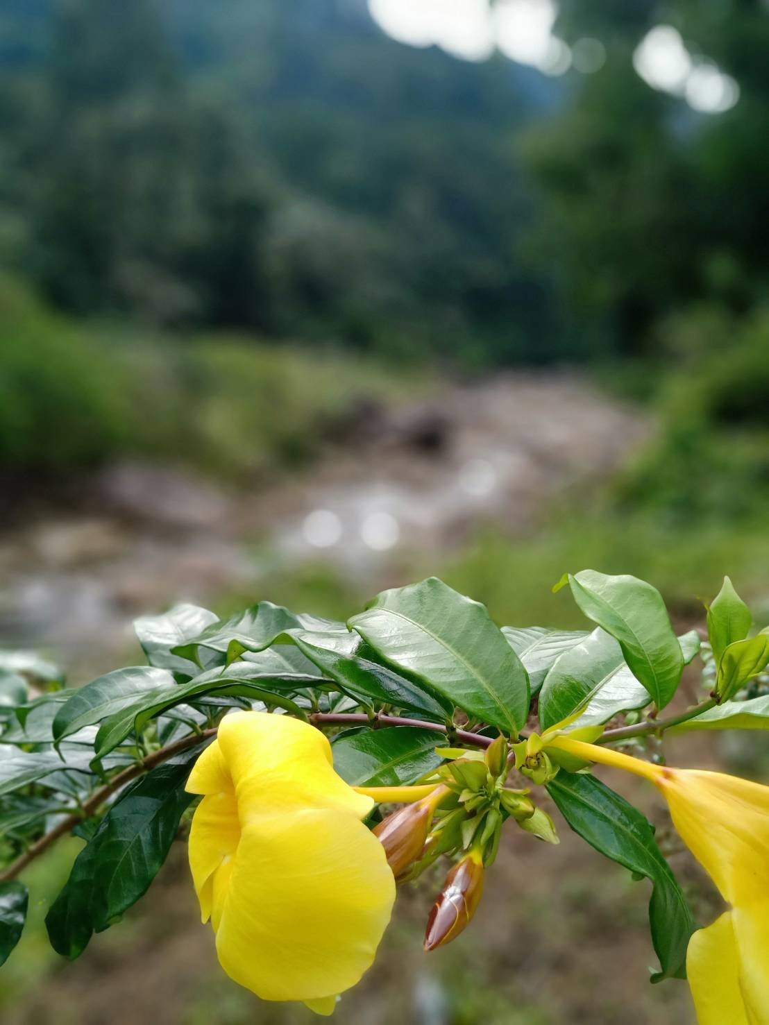 Khiriwong, a charming natural tourist destination in Nakhon Sri ...