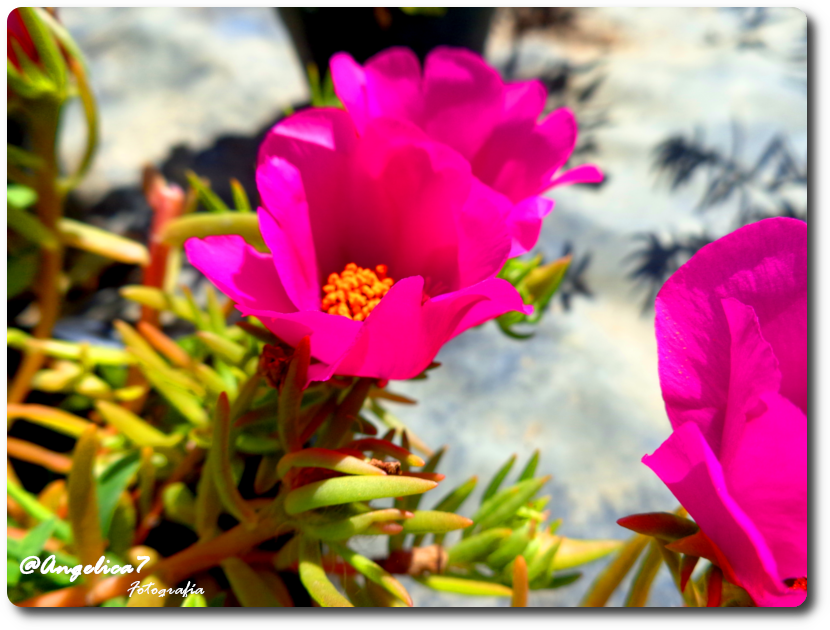 Belleza las Once: Beneficios inesperados — Steemit