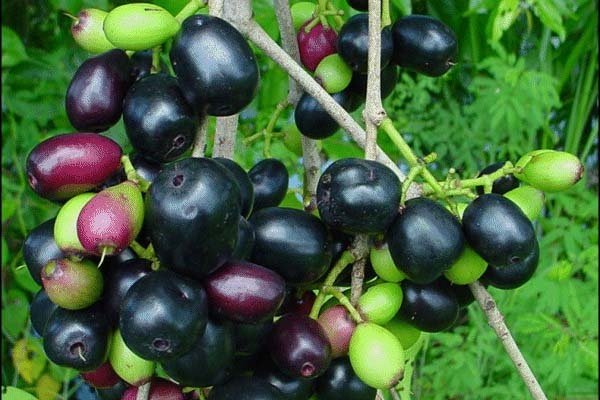 benefits of java plum — Steemit