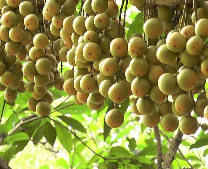 Lotkon : The Seasonal fruit — Steemit