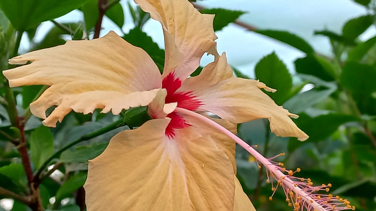 Amazing photography of yellow color jaba flower. 10% beneficiary for ...