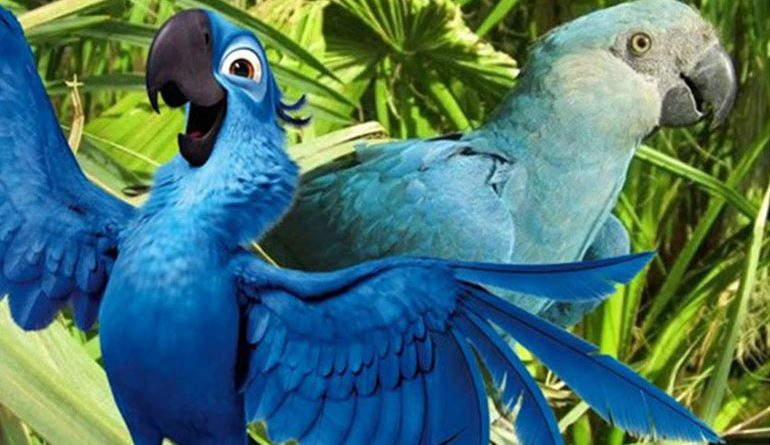 Ave azul de la película "Río" extinta de su hábitat natural — Steemit