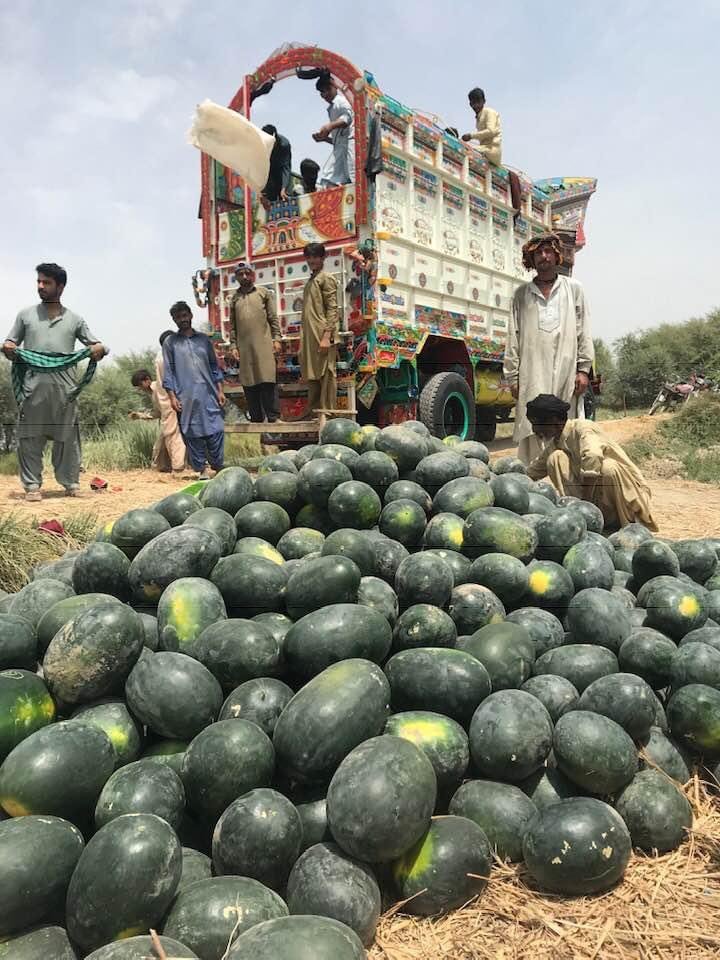 Watermelon In Pakistan Season Start — Steemit