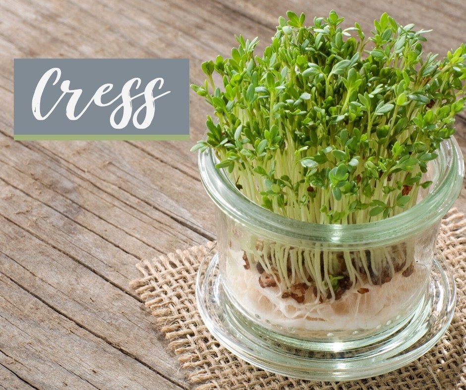 What is Cress? — Steemit