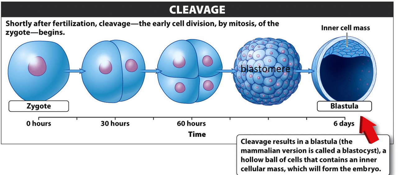 Organogenesis — Steemit