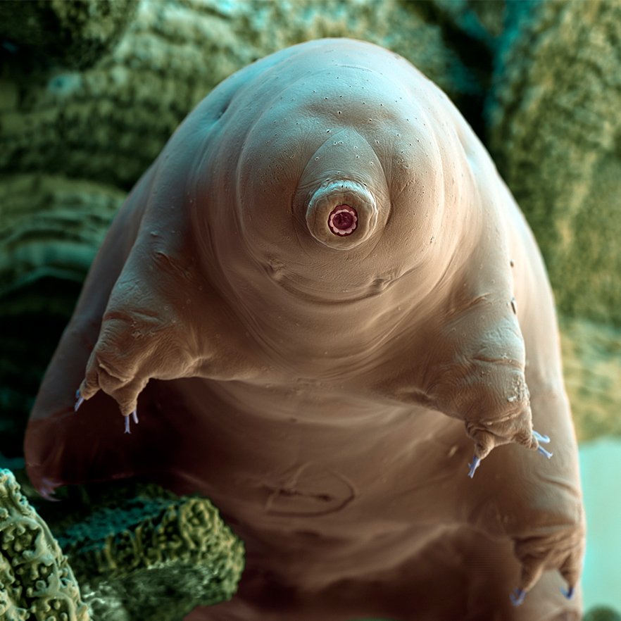 Quick Science #1: This Animal is Invisible and Invincible — Steemit