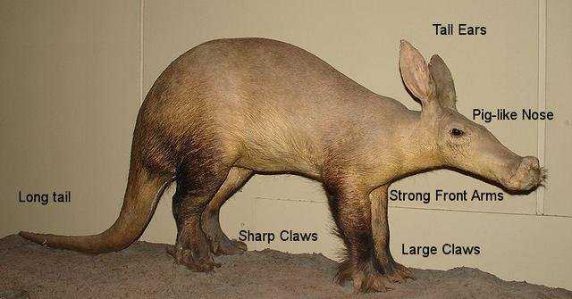 Toothless Mammals — Steemit