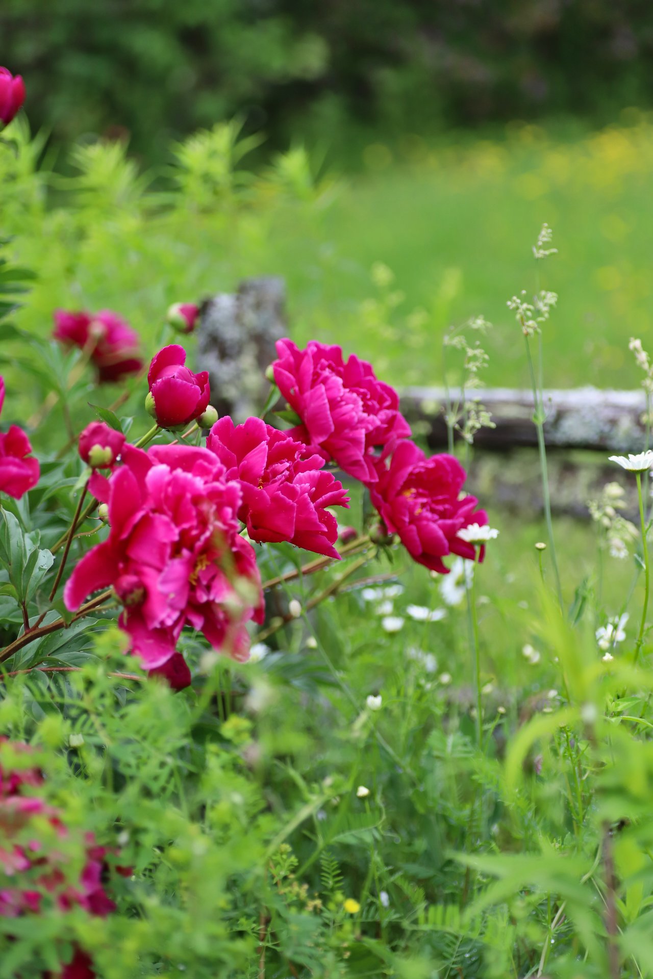 Interesting Facts About Peonies – Edible, Medicinal, Beautiful and ...