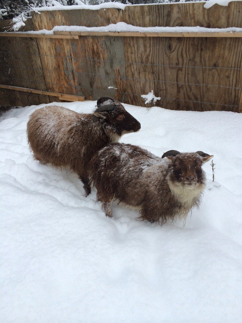 How to trim sheep's hooves like a pro! — Steemit