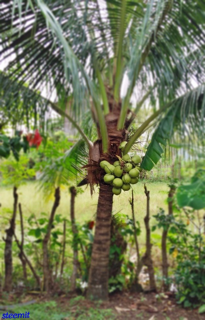 My Little Coconut Tree ( and how to drink it ) — Steemit