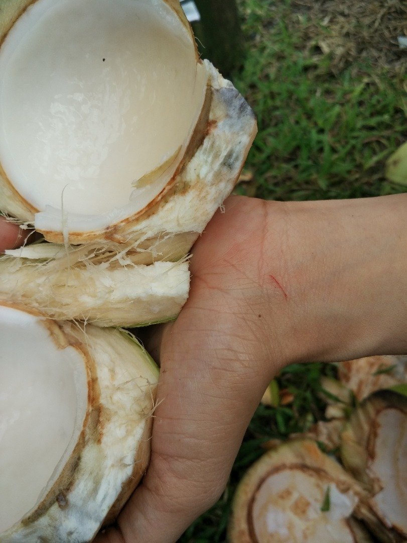 My Little Coconut Tree ( and how to drink it ) — Steemit