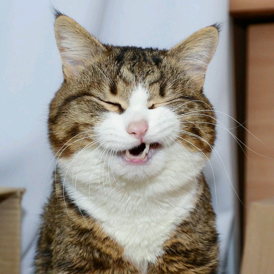 An optimistic cat for life — Steemit