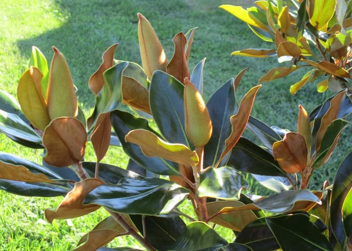 Magnificent Magnolia Tree Buds, Flowers and Fruit — Steemit