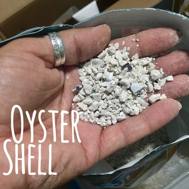 Your Hens NEED Oyster Shells! — Steemit