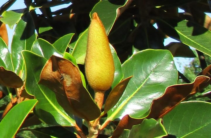 Magnificent Magnolia Tree Buds, Flowers and Fruit — Steemit