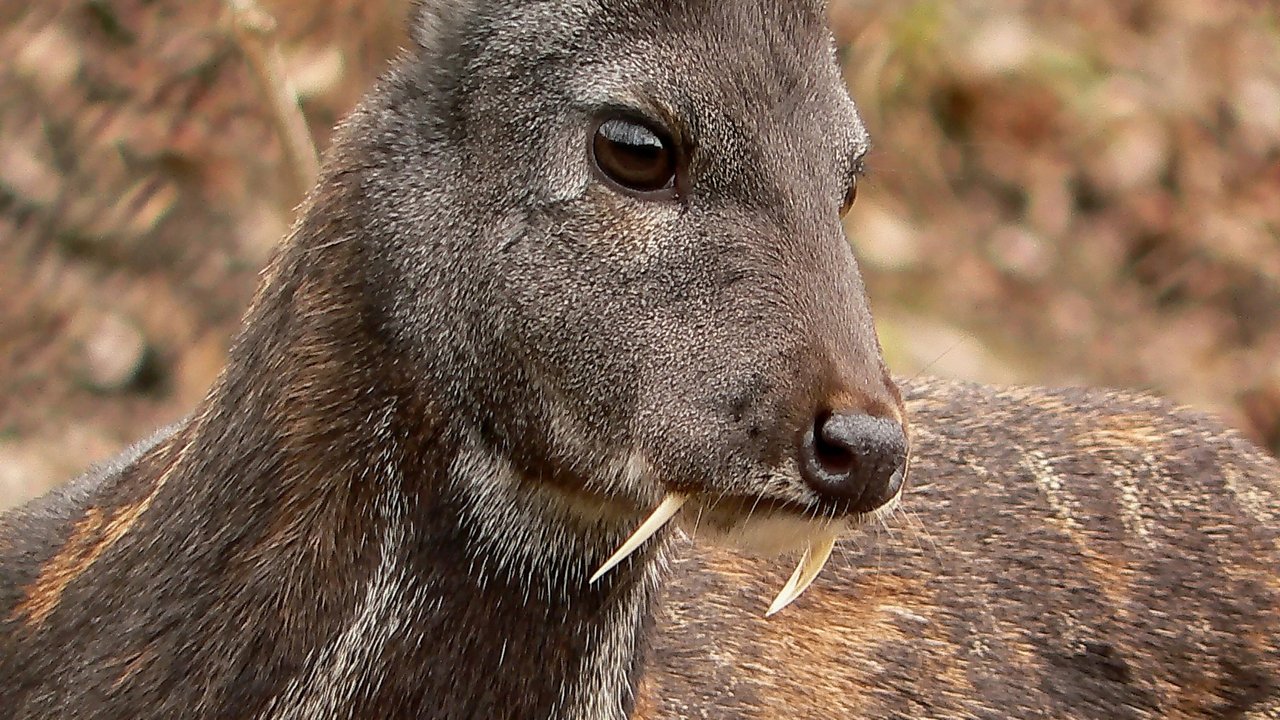 musk deer — Steemit