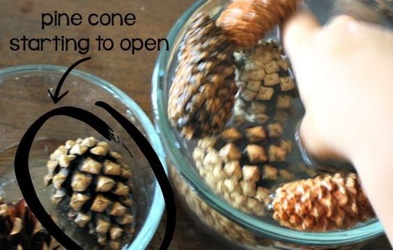 Science Experiment: Why Do Pine Cones Open And Close? — Steemit
