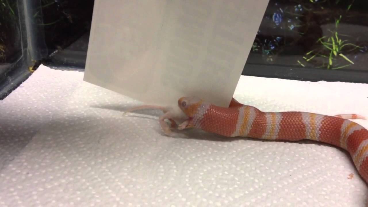 The Biology of Two Headed Snakes — Steemit