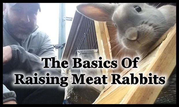 The Basics of Raising Meat Rabbits — Steemit