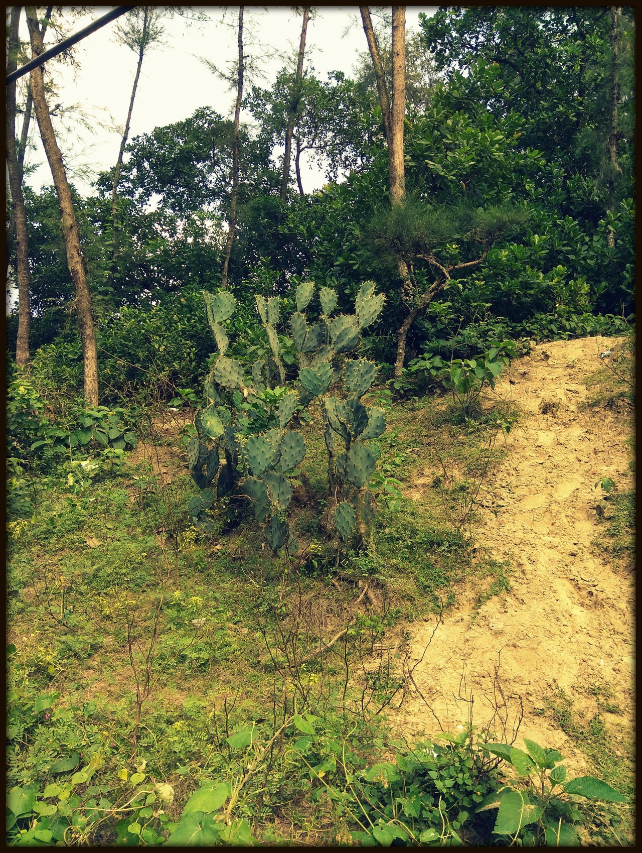 Natural Snake Hood Tree or Fani Mansa Tree - Original content by ...