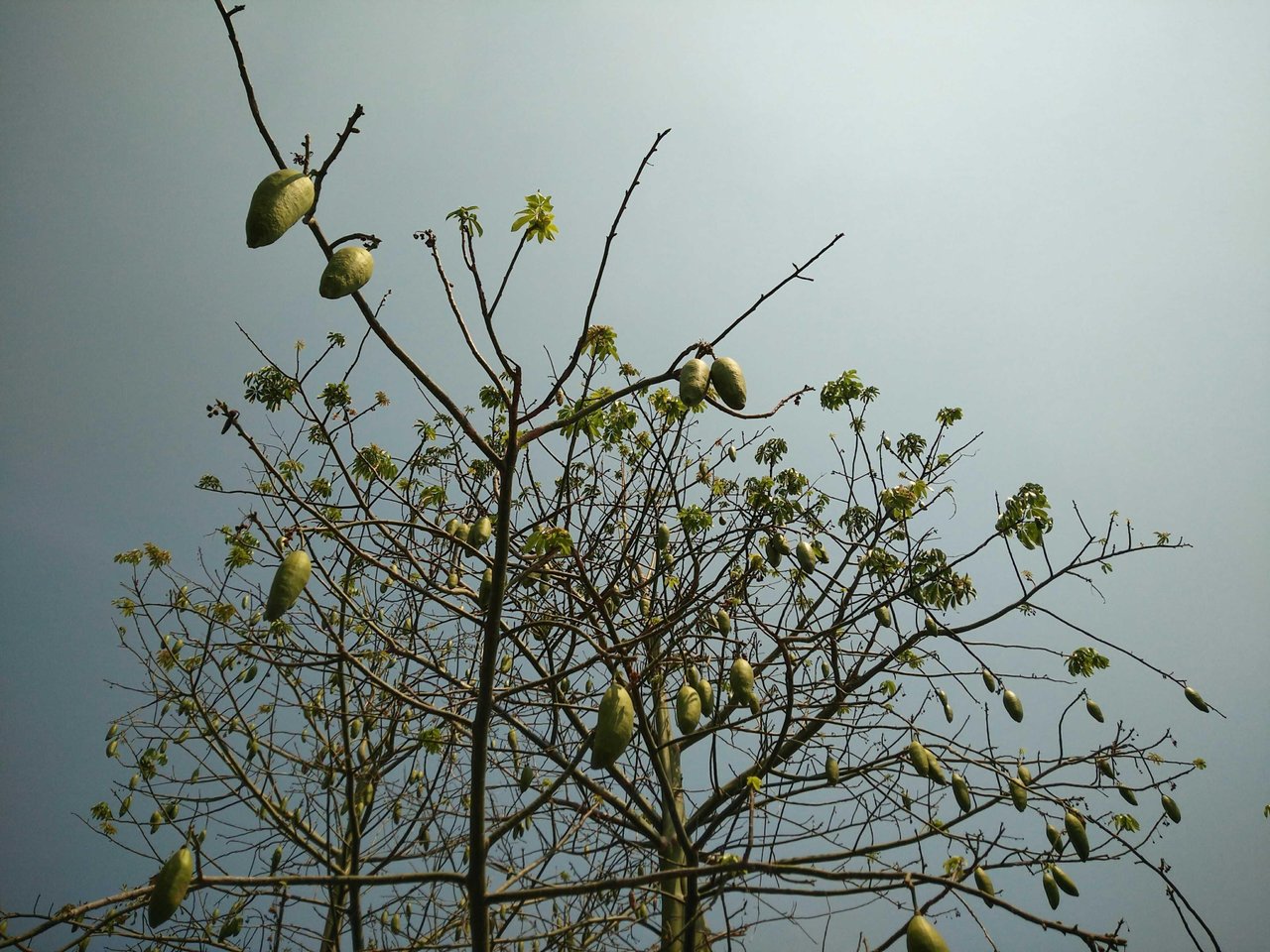 Tree>ต้นงิ้วที่กำลังจะสูญหาย — Steemit