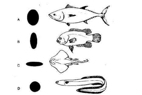 MORPHOlOGY IN FISH — Steemit