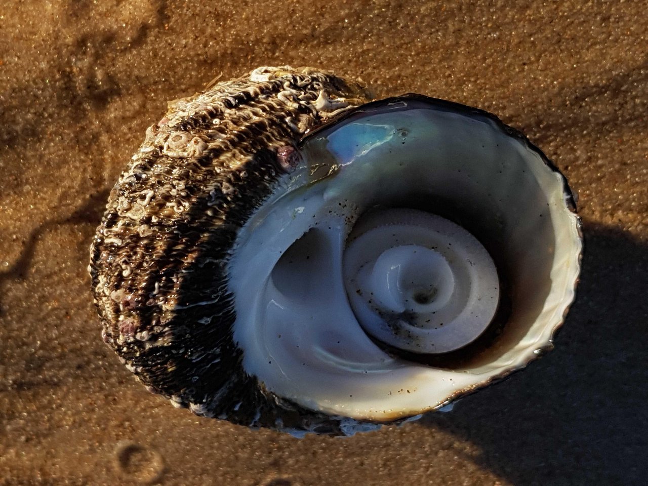 WHAT IS THE MERMAID DOLLAR? WHERE DOES IT COME FROM? — Steemit